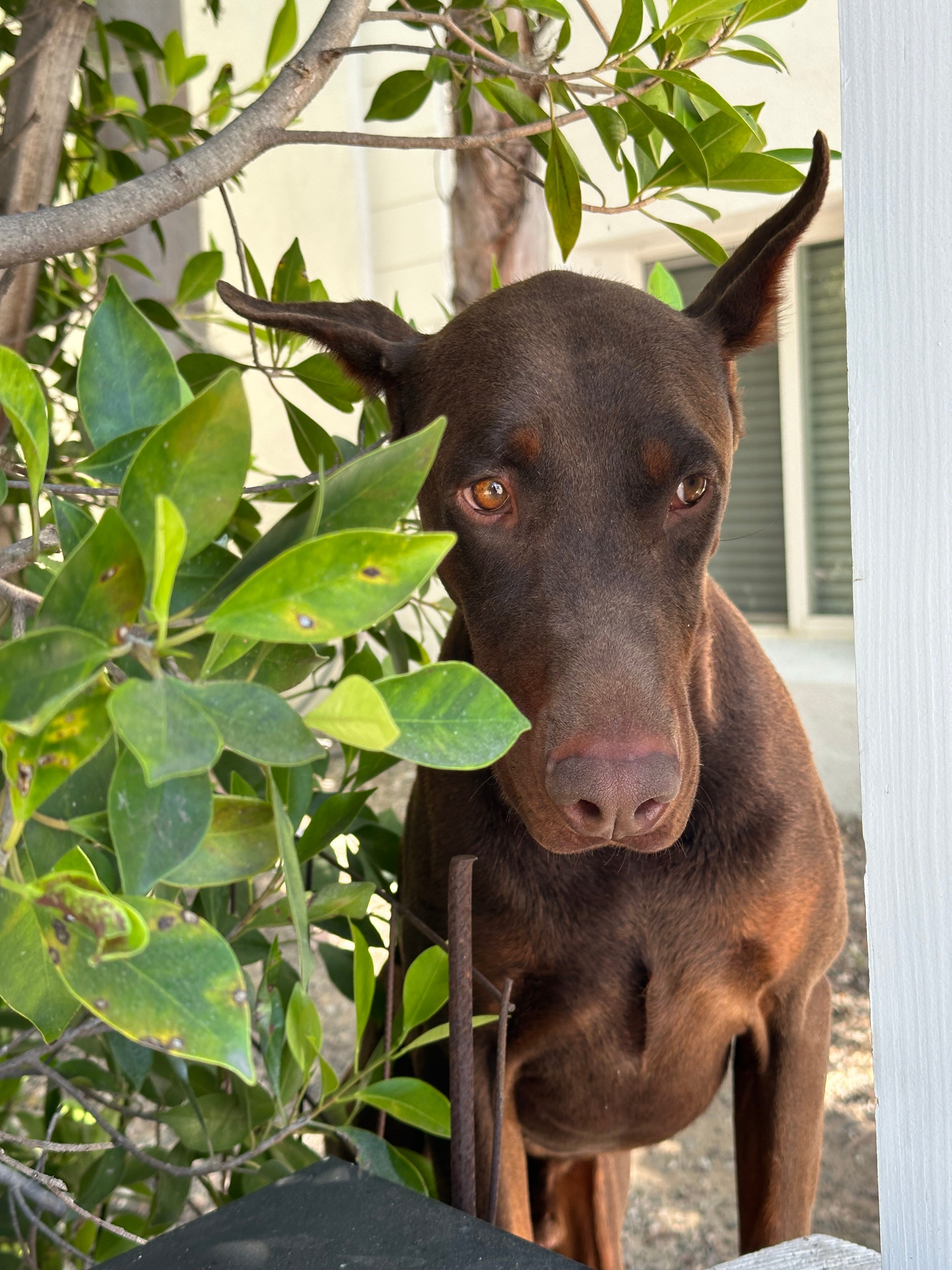 Murray Hill Ken and the Unleashed Dog - by Eddie Huang