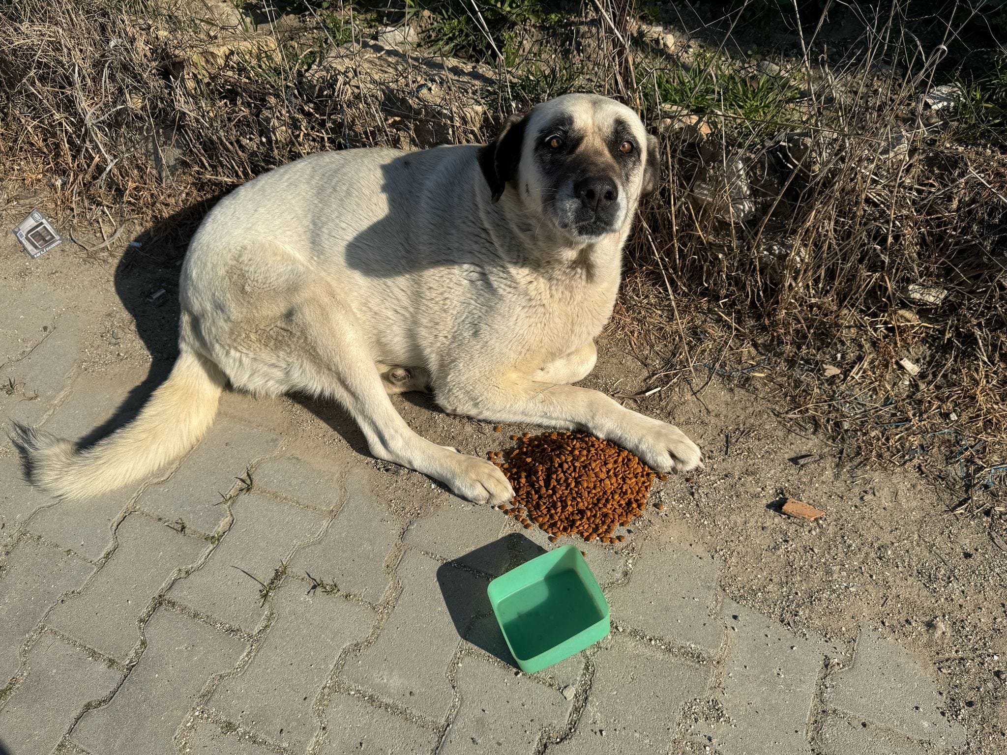 Ankara’s Stray Animal Feeding Ban Faces Legal Challenge: Starvation Is ...