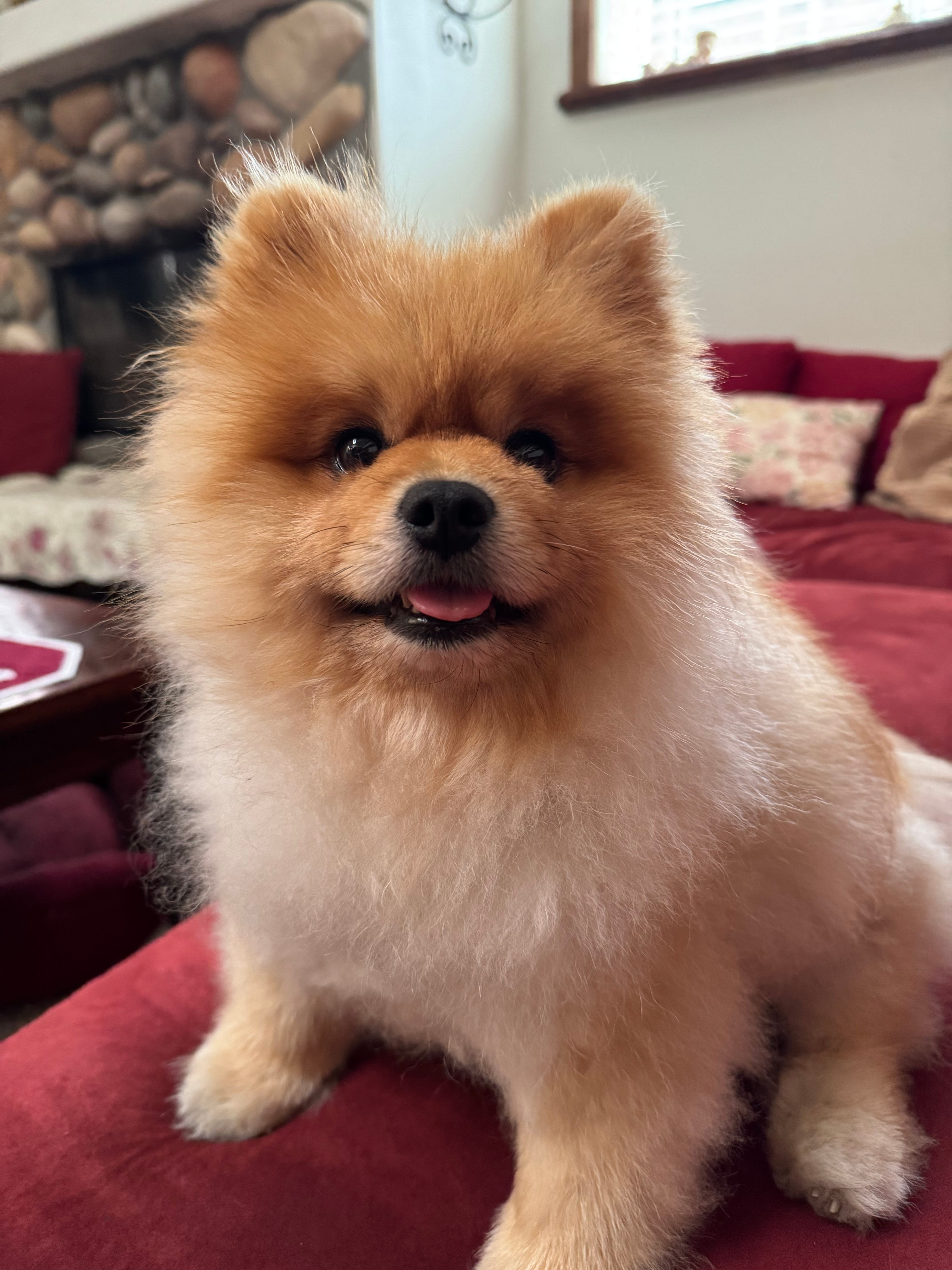 Lessons from a Tail-Wagging Sage: What My Dog Frankie Taught Me About Life