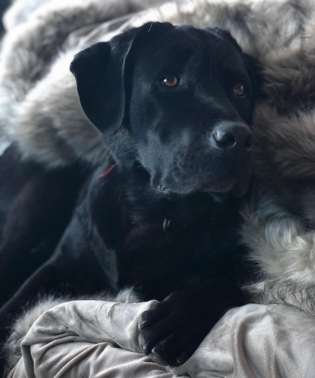 A man's best friend - The Warning with Steve Schmidt