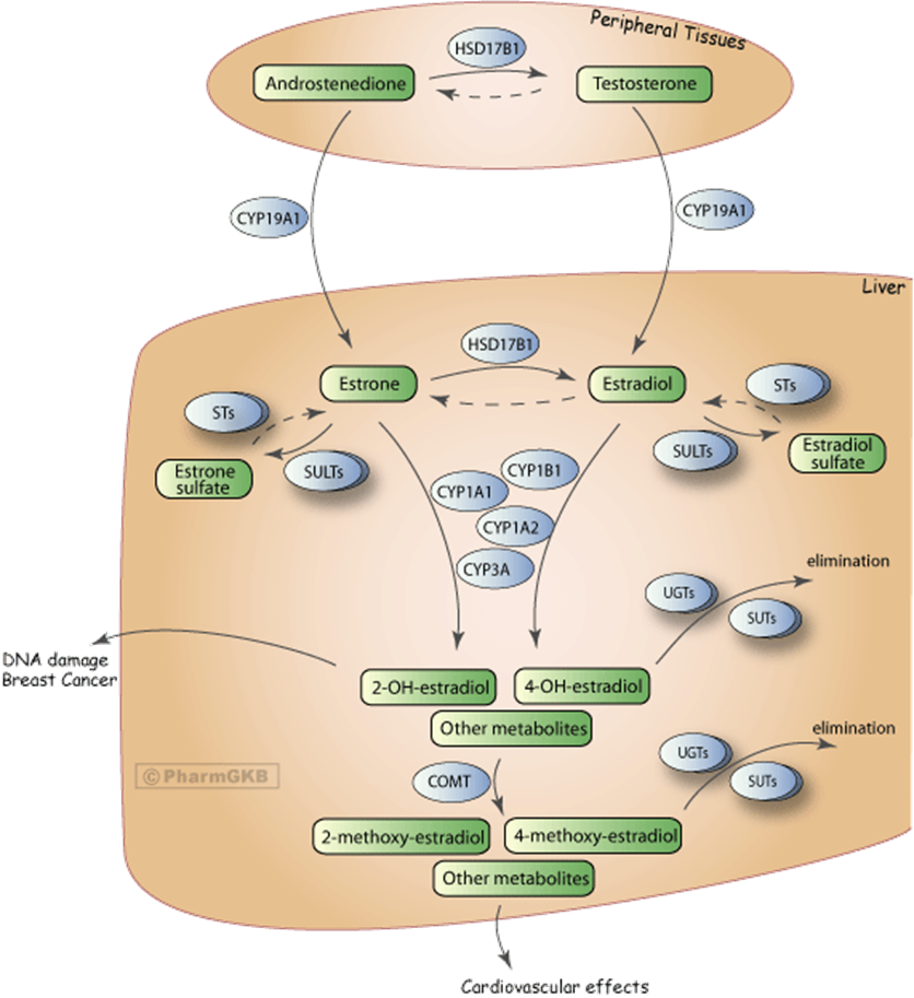 Lowering estrogen, gut focused - Hans' Substack
