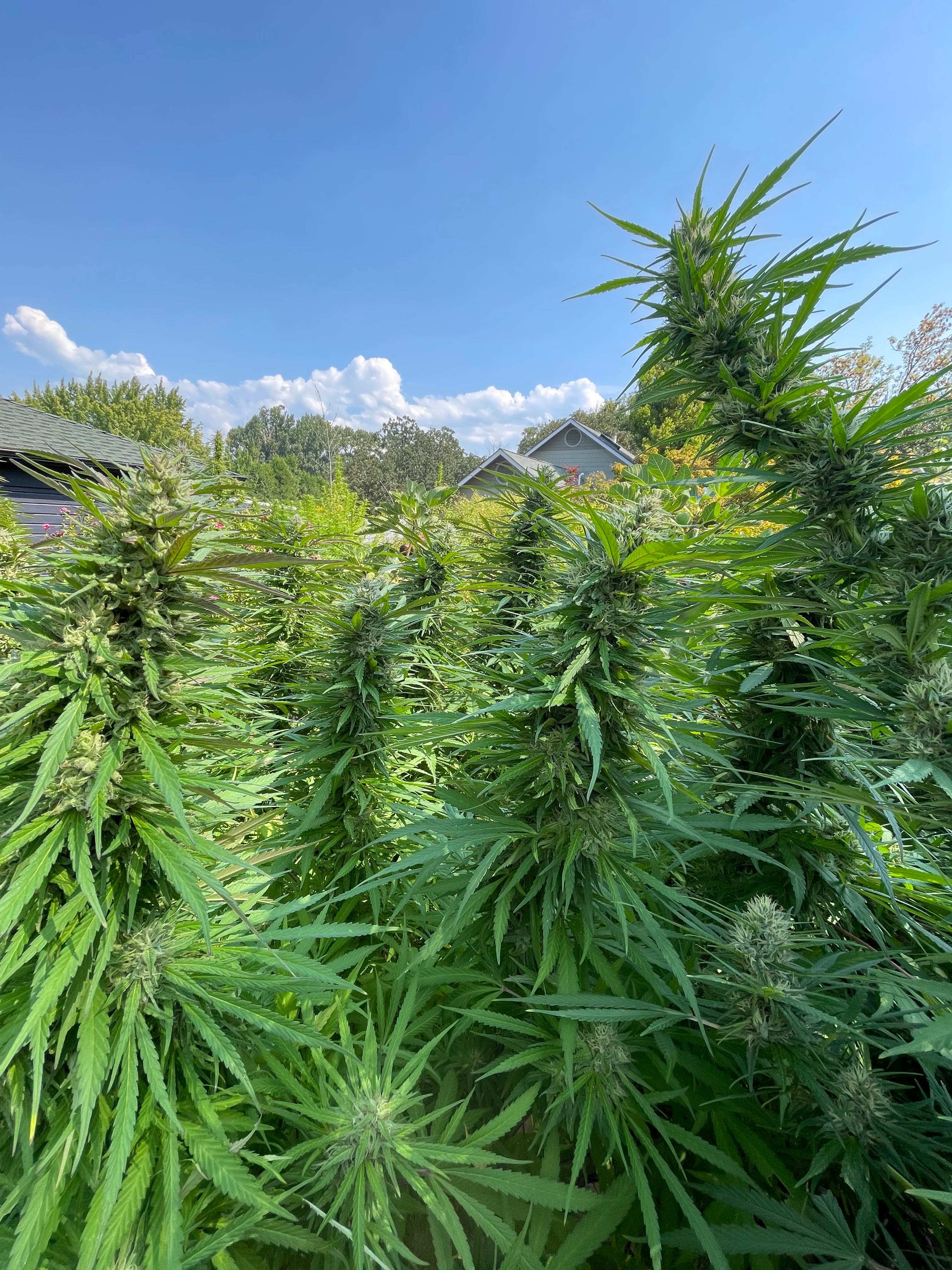 The Goddess of Marijuana: 60 Years with Sacred Cannabis