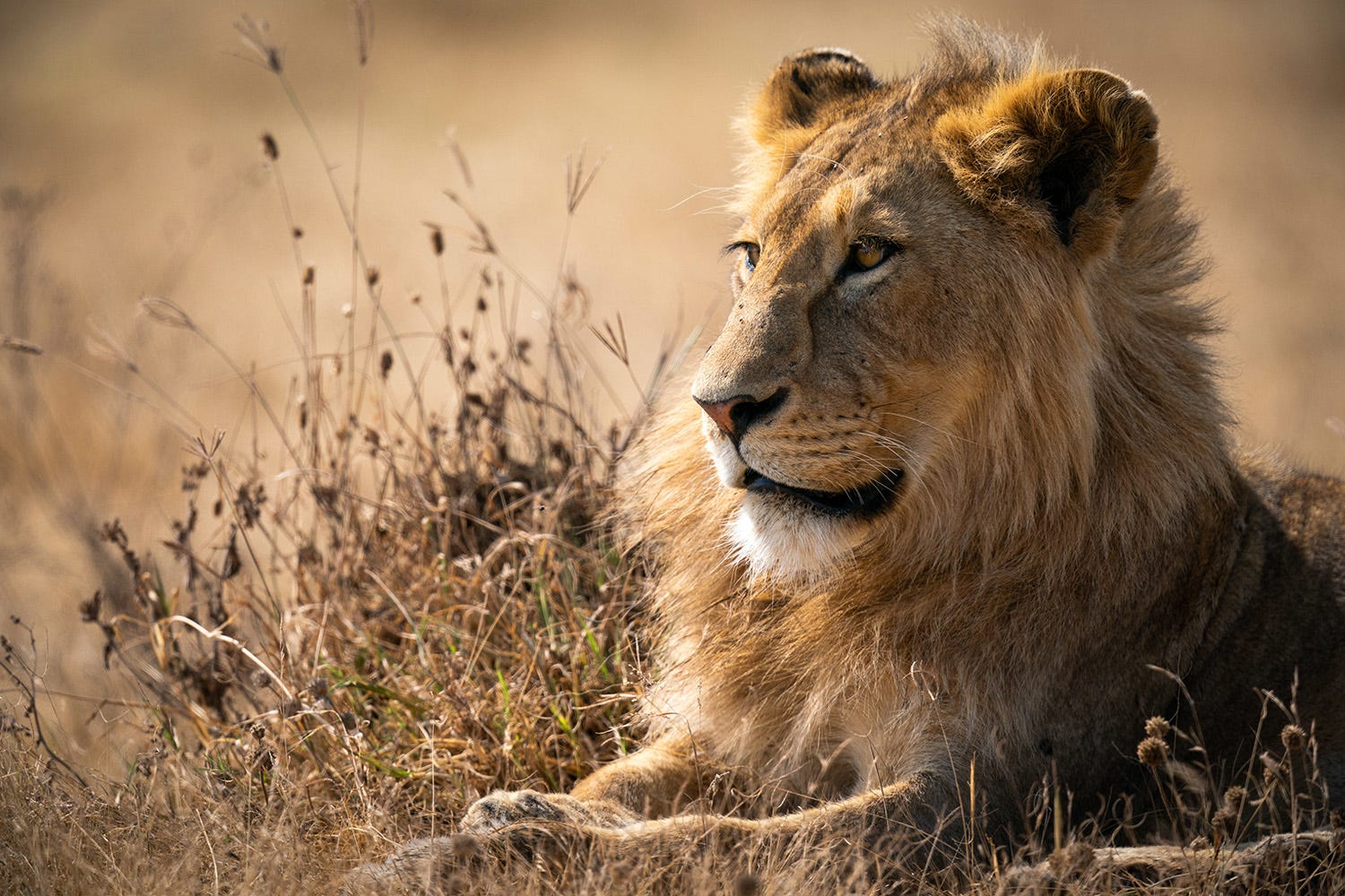 When lions aren't hunting democracy is not being sustained