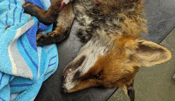 RSPCA reveals extent of weapon attacks on animals