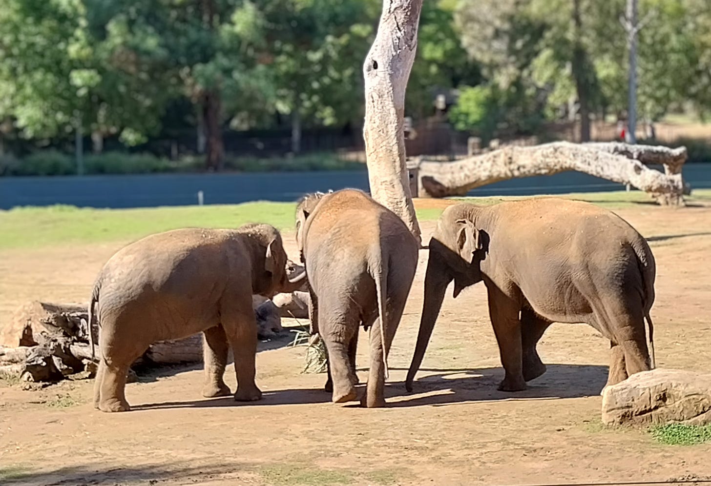 CAN ANIMALS THINK OR FEEL? - MICHAEL'S CURIOUS WORLD