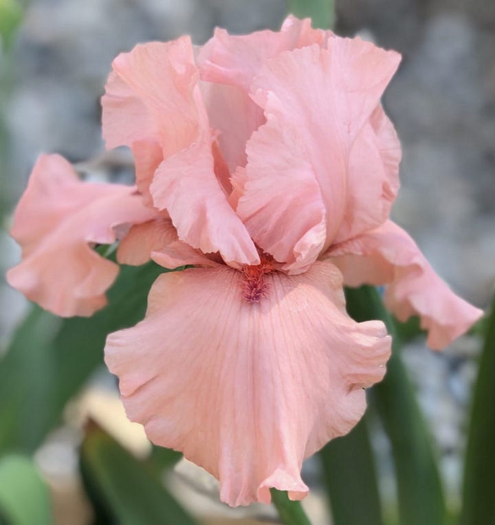 iris flower rhs