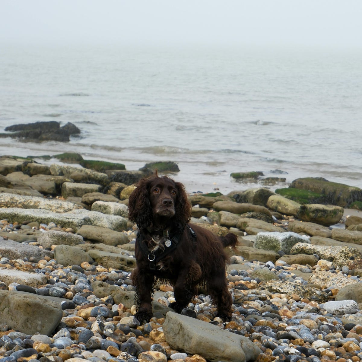 Dogs Trust Stray Dog Survey (SDS)