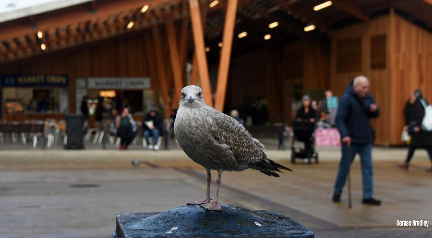 Eye on the Wild - Your weekly roundup of British wildlife news ...