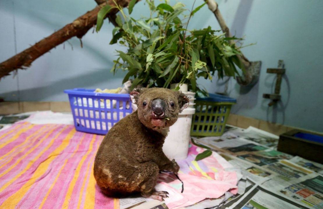 The World's Most USELESS Animal - ANIMALETTER