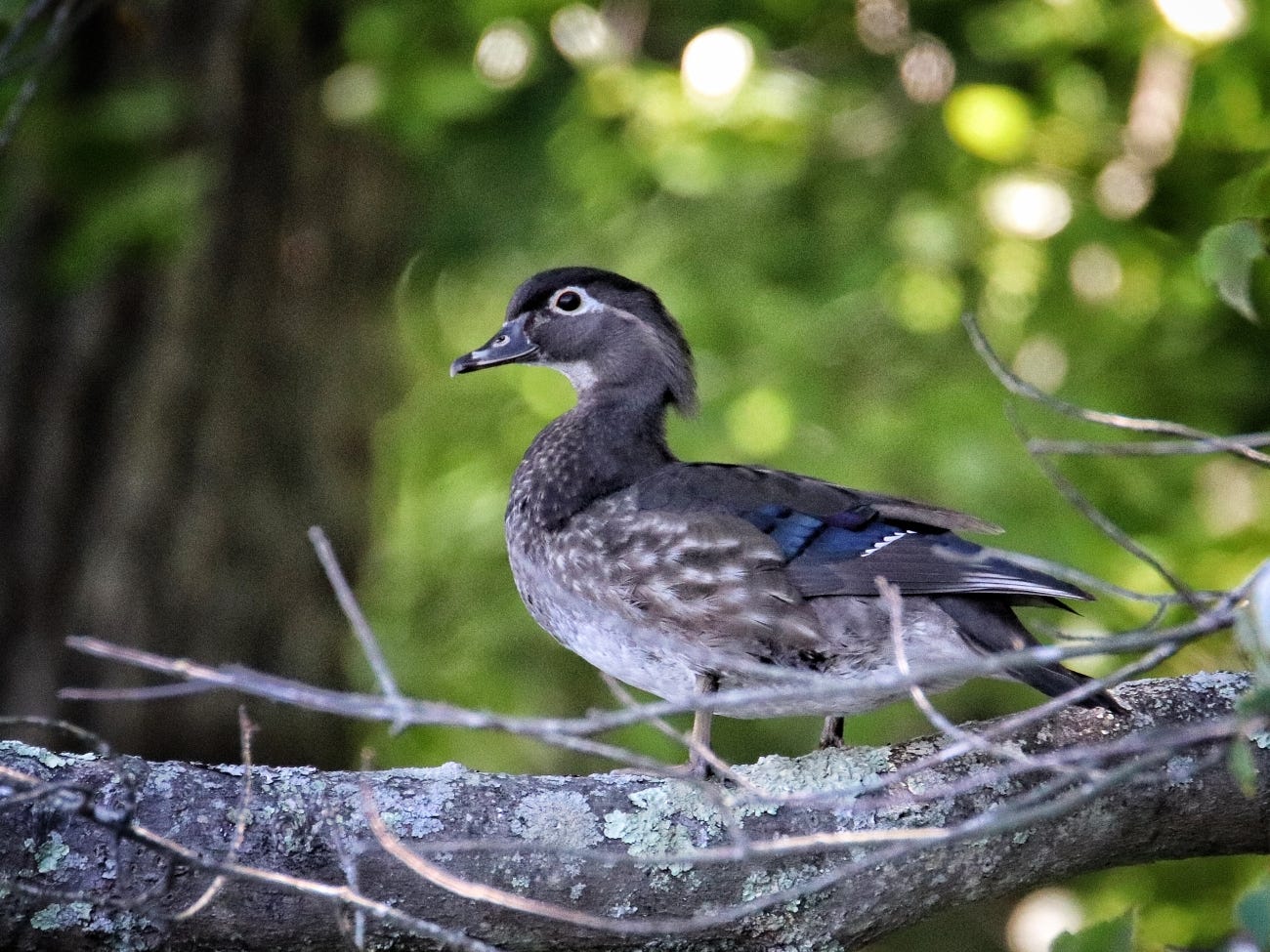 Life History: Ducks in Trees - Birding University