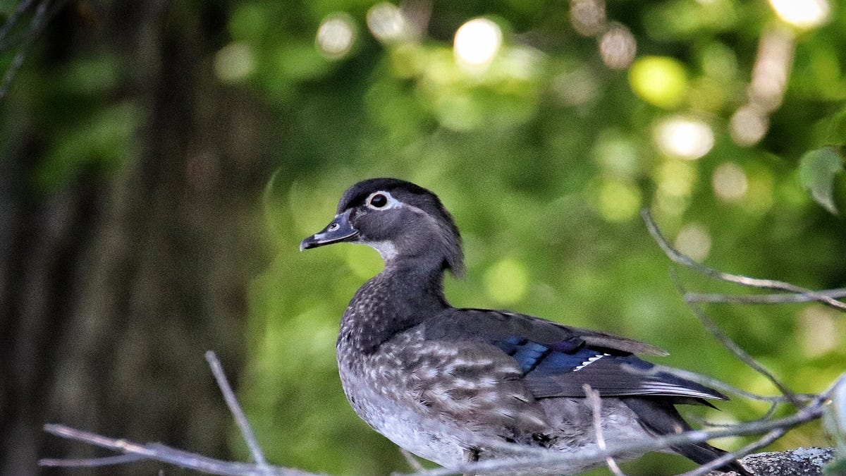 Life History: Ducks in Trees - Birding University