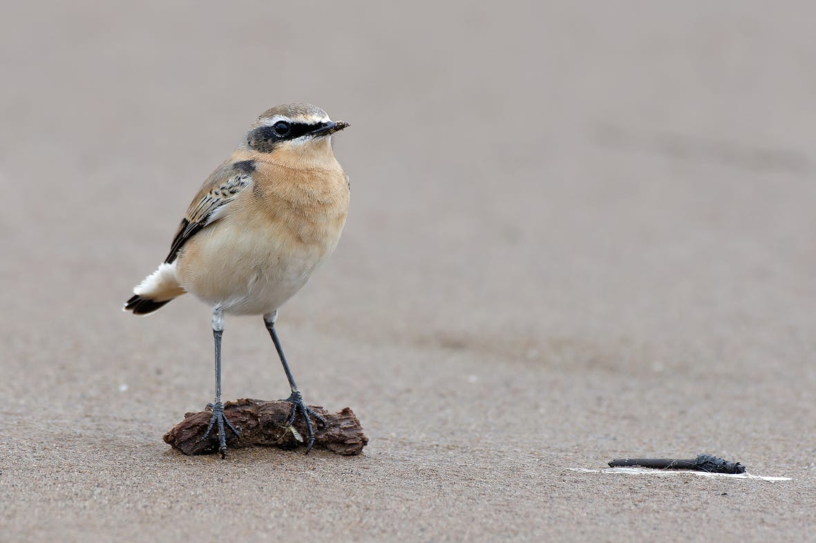 Vagrants 101 - Birding University