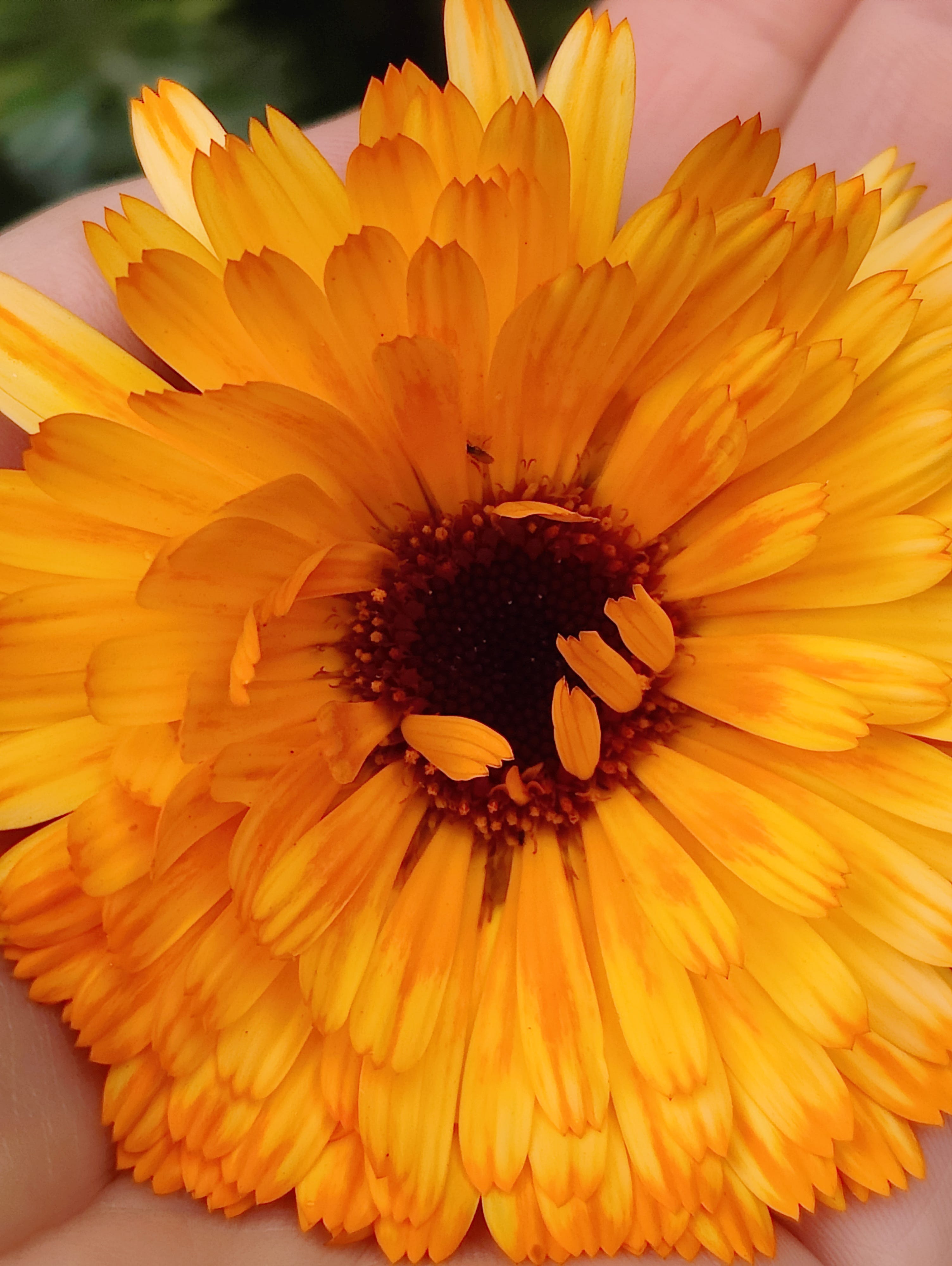 Honoring the Solstice - by Emily Grendahl Risinger