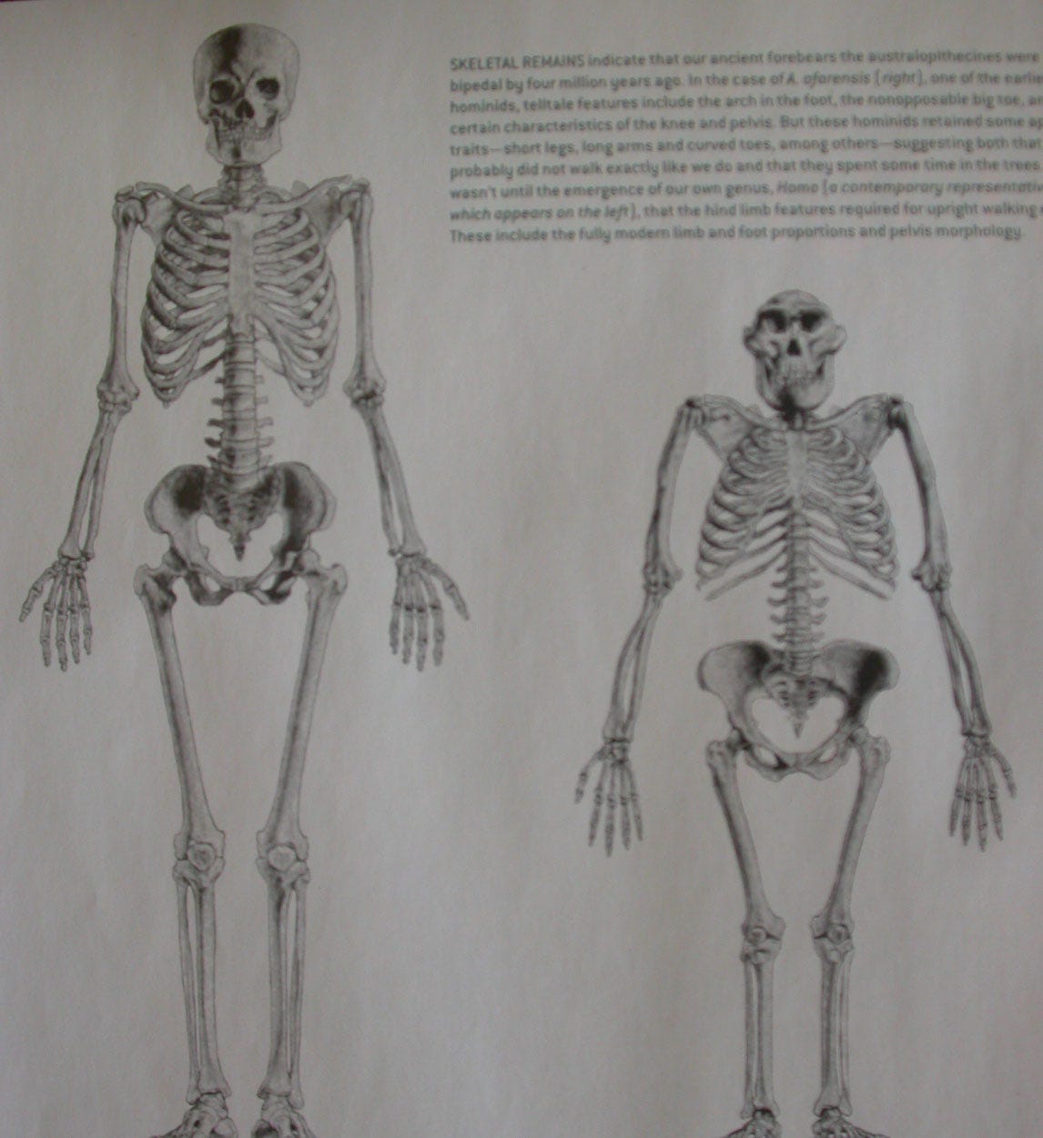 Human Evolution: Explaining Bipedalism
