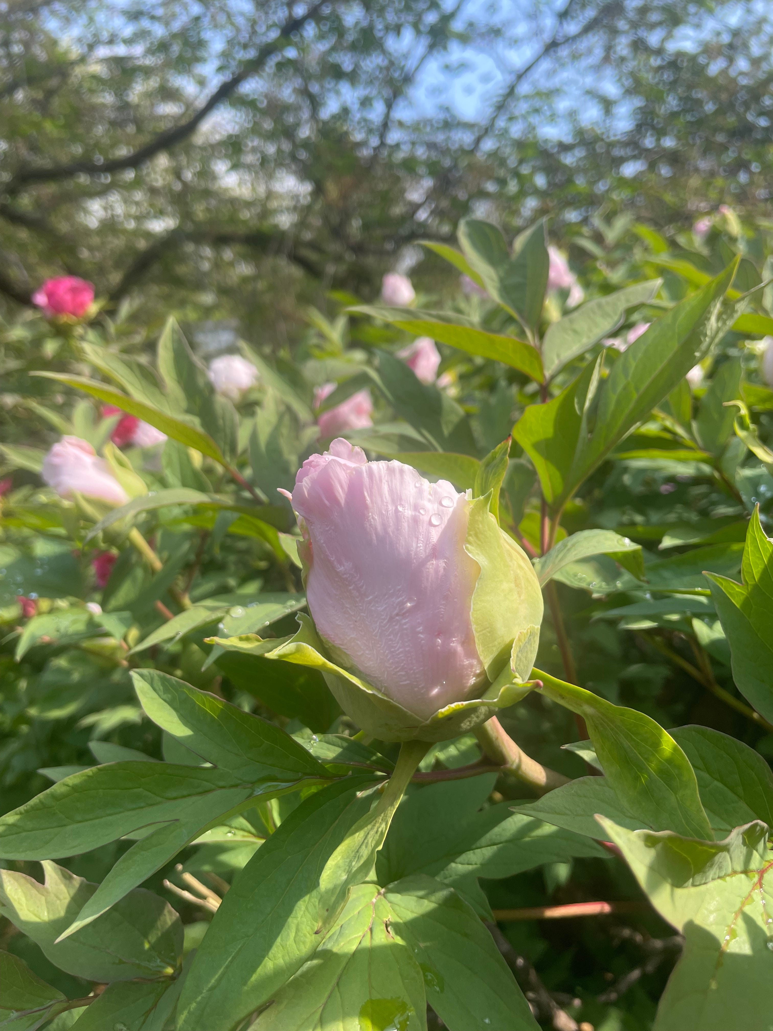 screentime - by Bani Taunque - notanartist