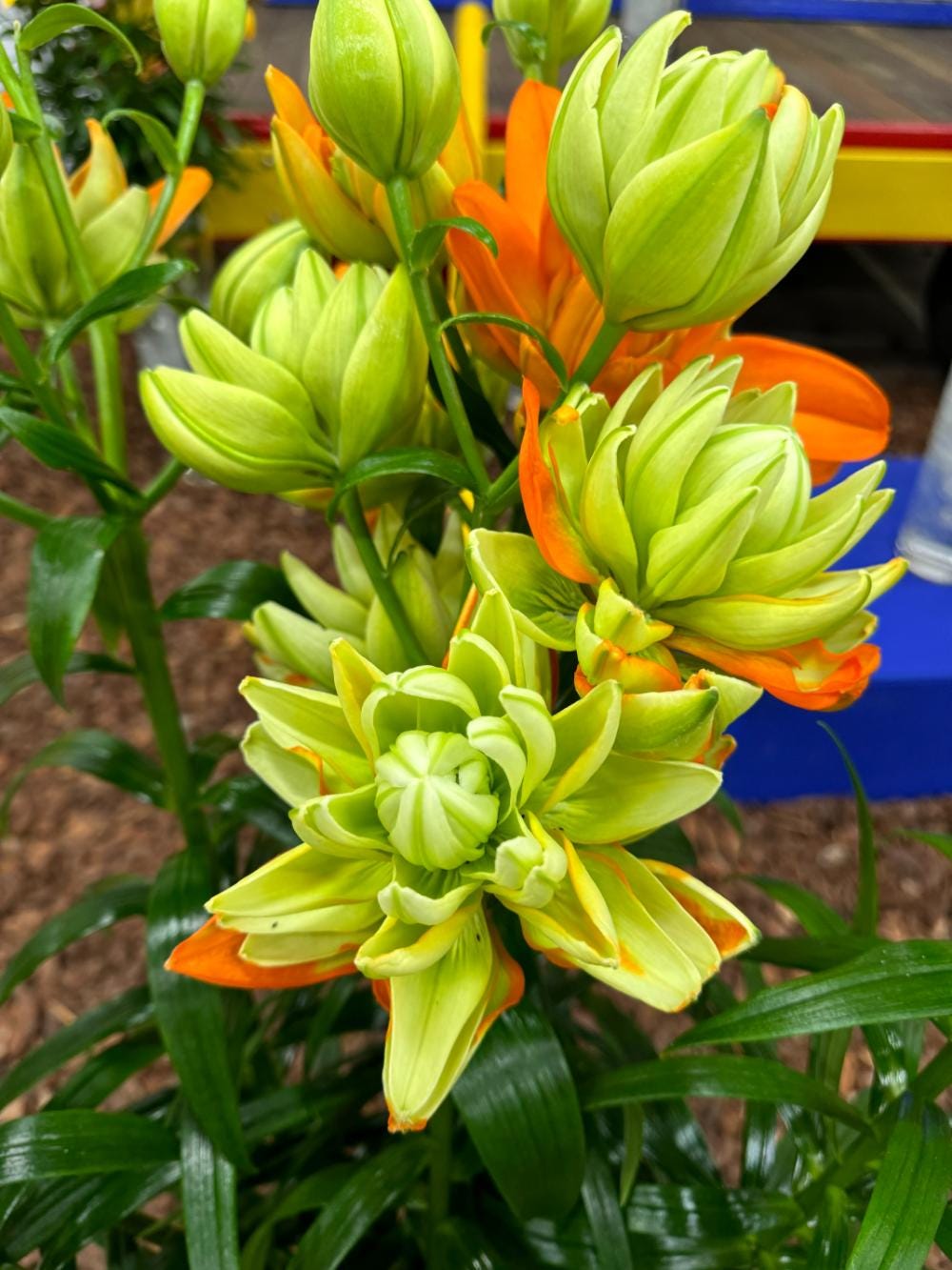 Green flowers for St Patrick's Day 🍀 - by Mr Plant Geek