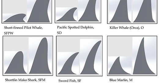 Science of Surfing | Kevin Okun | Substack