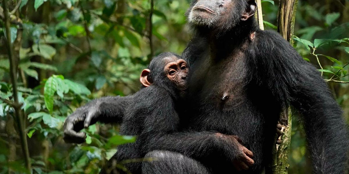 A Secure Start: What Chimpanzee Childhood Reveals About Ours