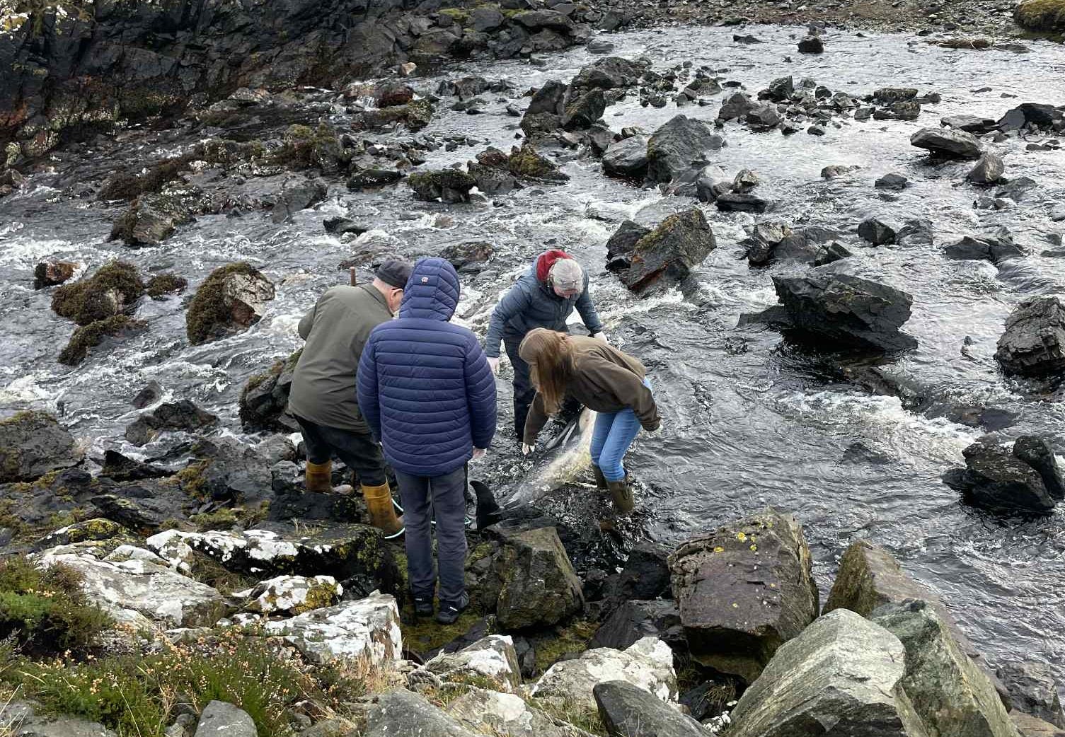 Ten dolphins found stranded with the space of a few days across British ...