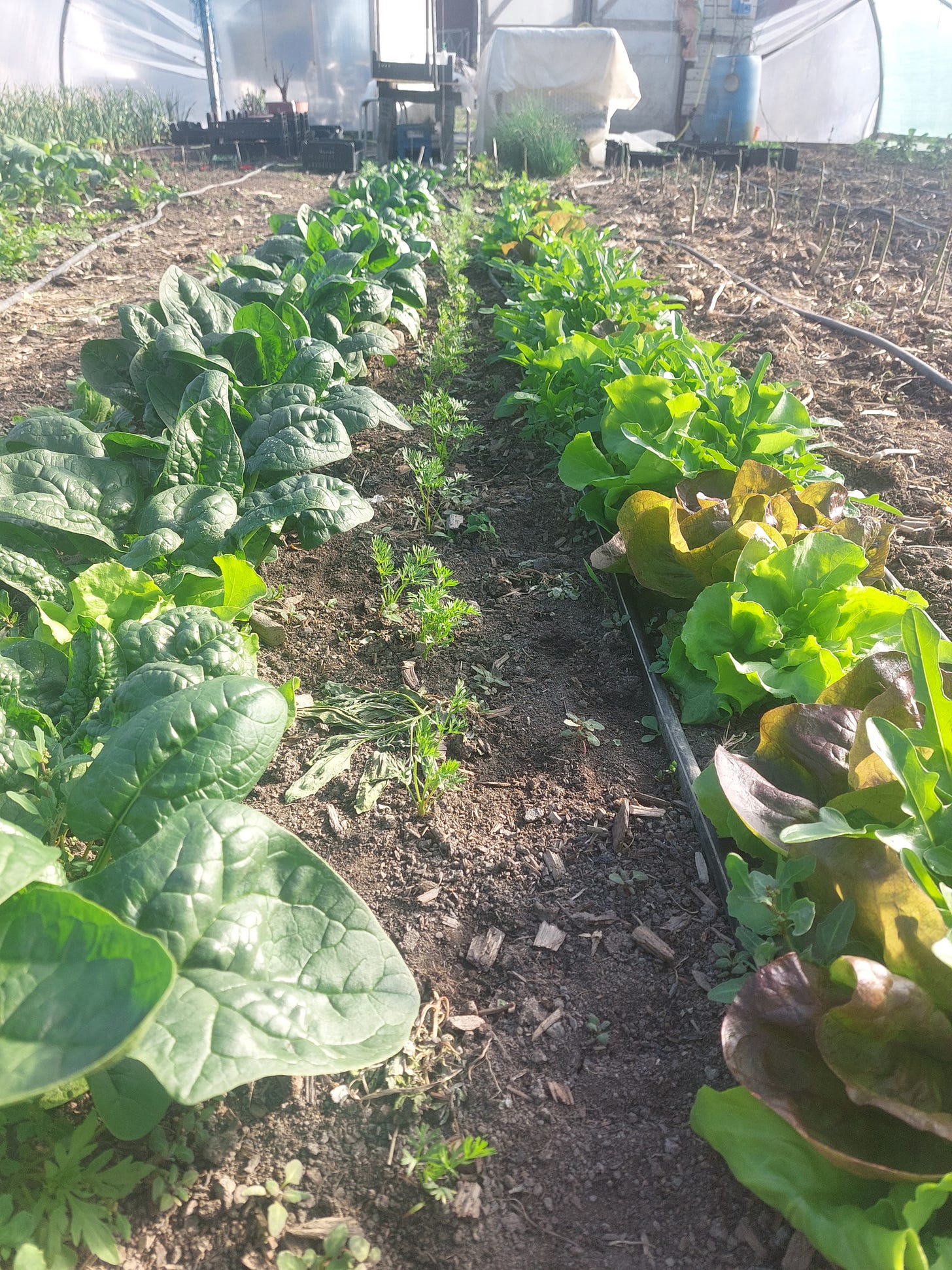 Small farms should stop trying to compete and start changing the food ...