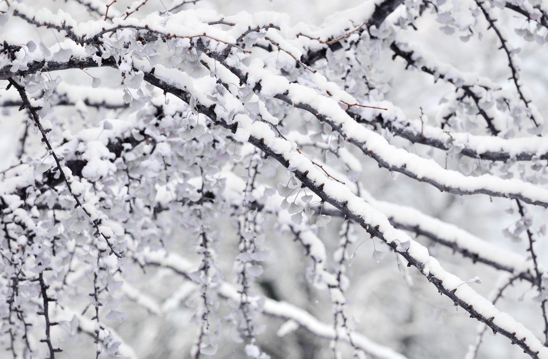 Local Weather History: The Unusual Early November 1966 Snowstorm