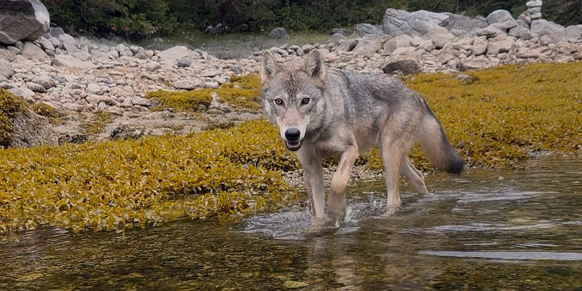 A Moment With Wolves - Atticus