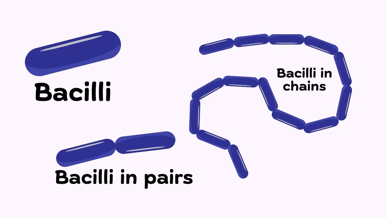 Bacterial Morphology | Size, Shapes and Arrangement