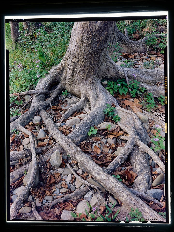 provia velvia difference