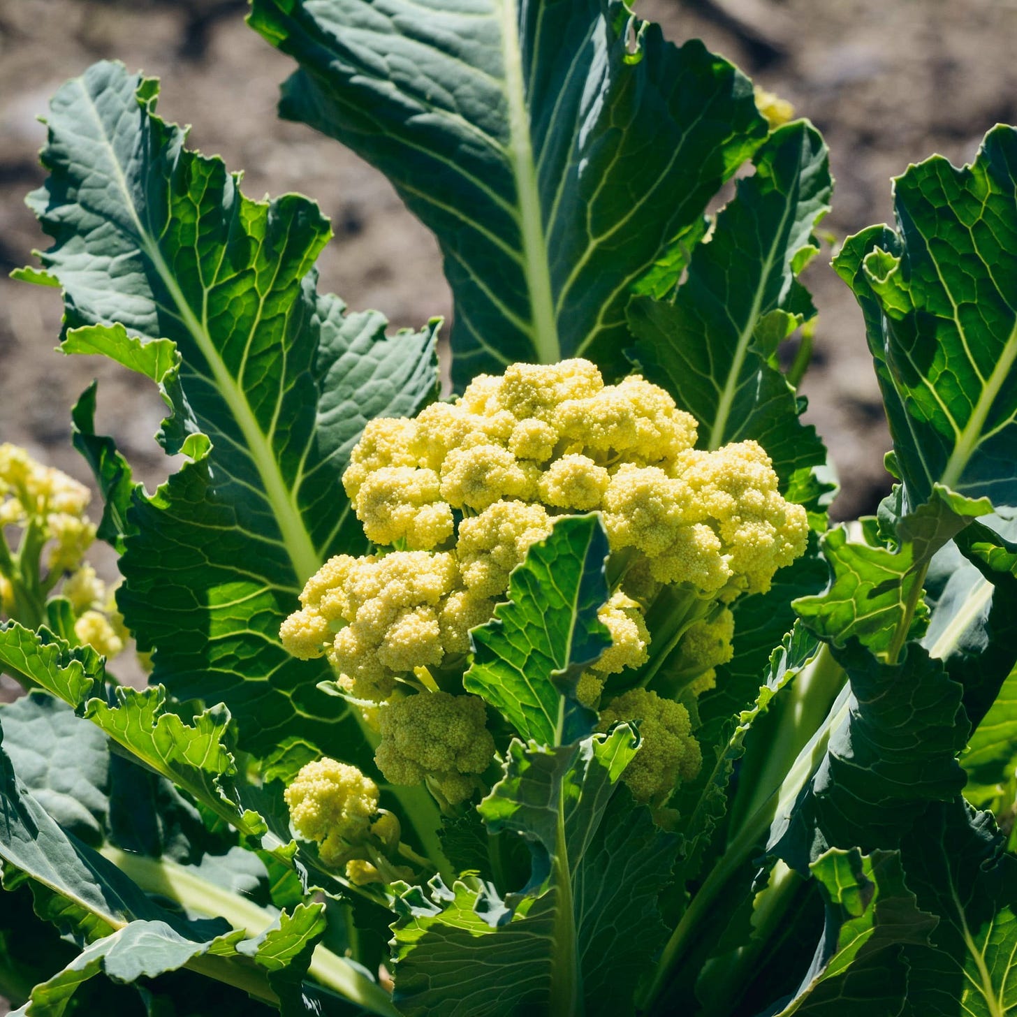 The Must-Try Perennial Broccoli - Dyfi Plants