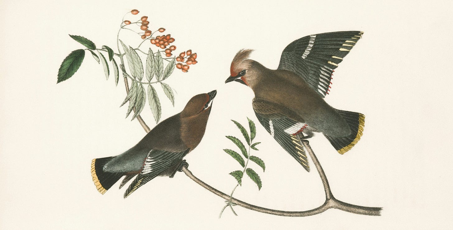 Yap, Yapper, Yapping - by Laura Sanford