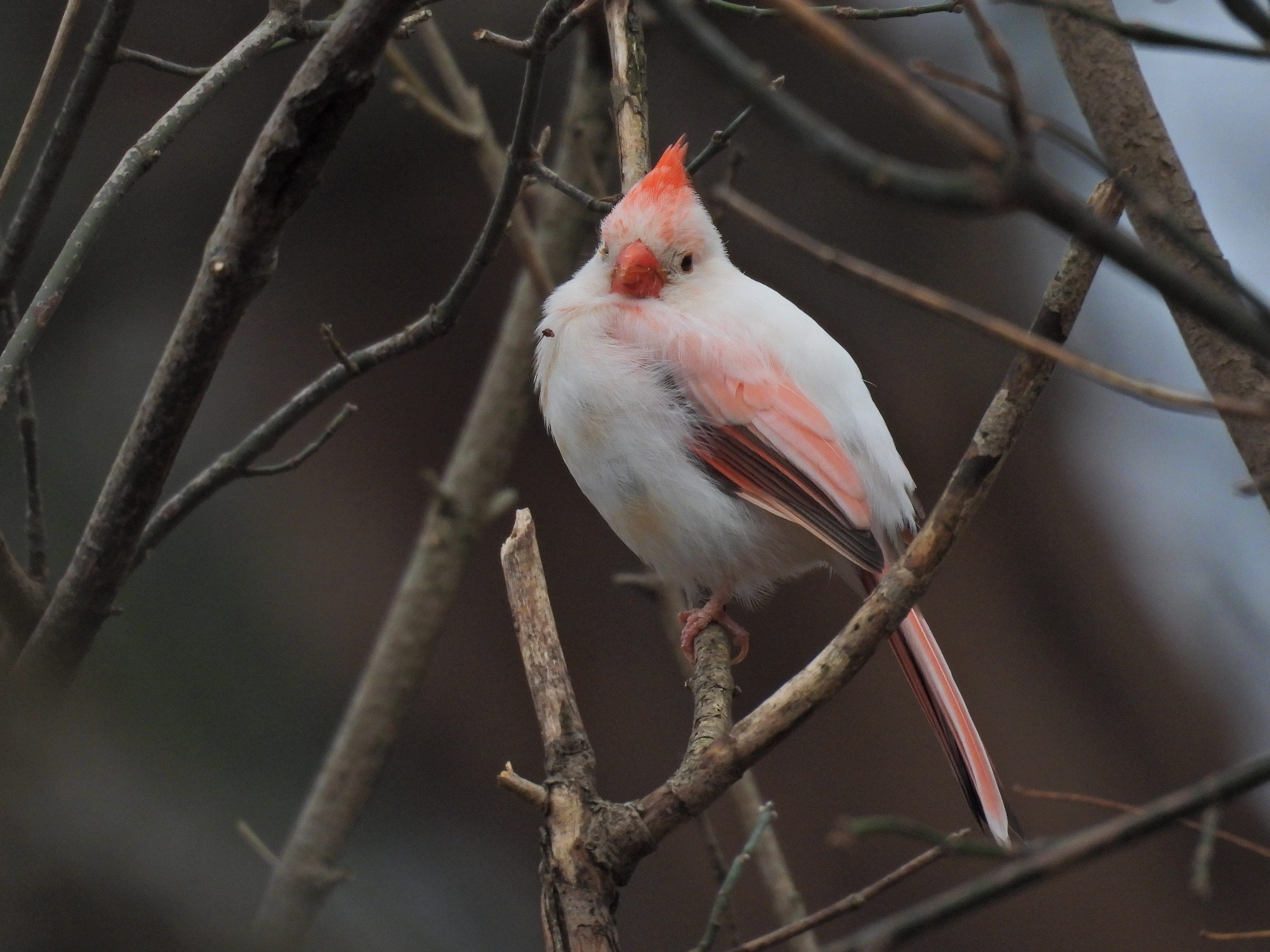 Meet Leucy - the Leucistic Northern Cardinal