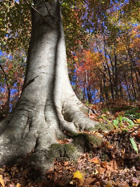 Why do beech trees keep their leaves all winter?