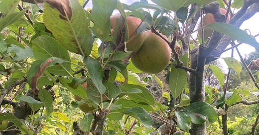 Lia Leendertz | Substack