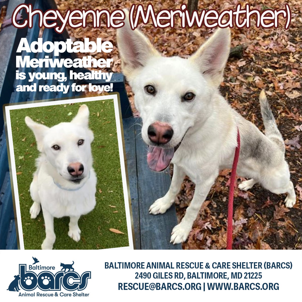 Adoptable Meriweather is the true life of the party! He is as ...