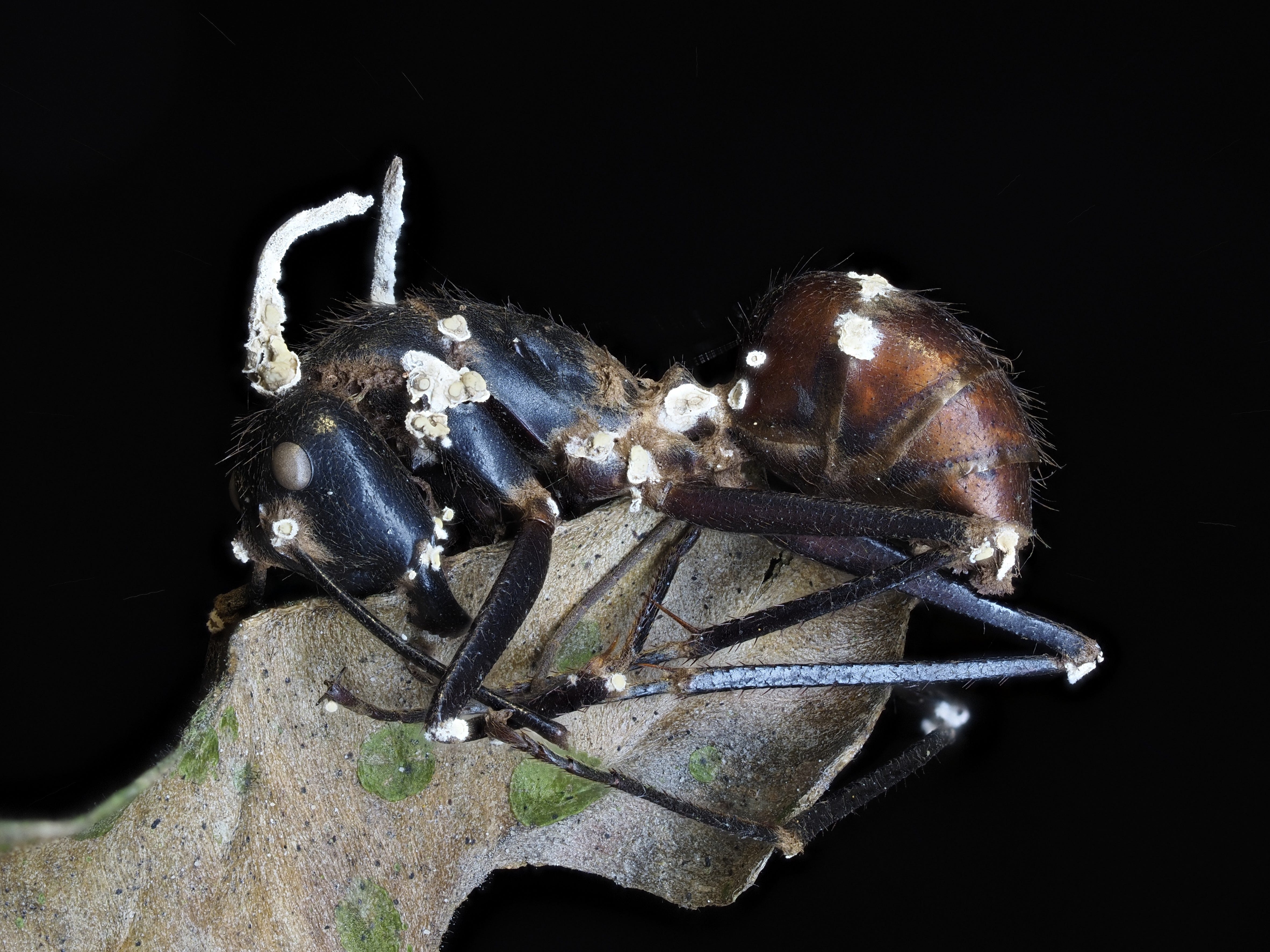 Zombie Infected Insect