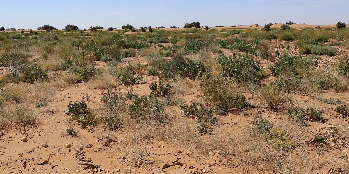 Desert Plants of Morocco: Fascinating Flora of the Sahara