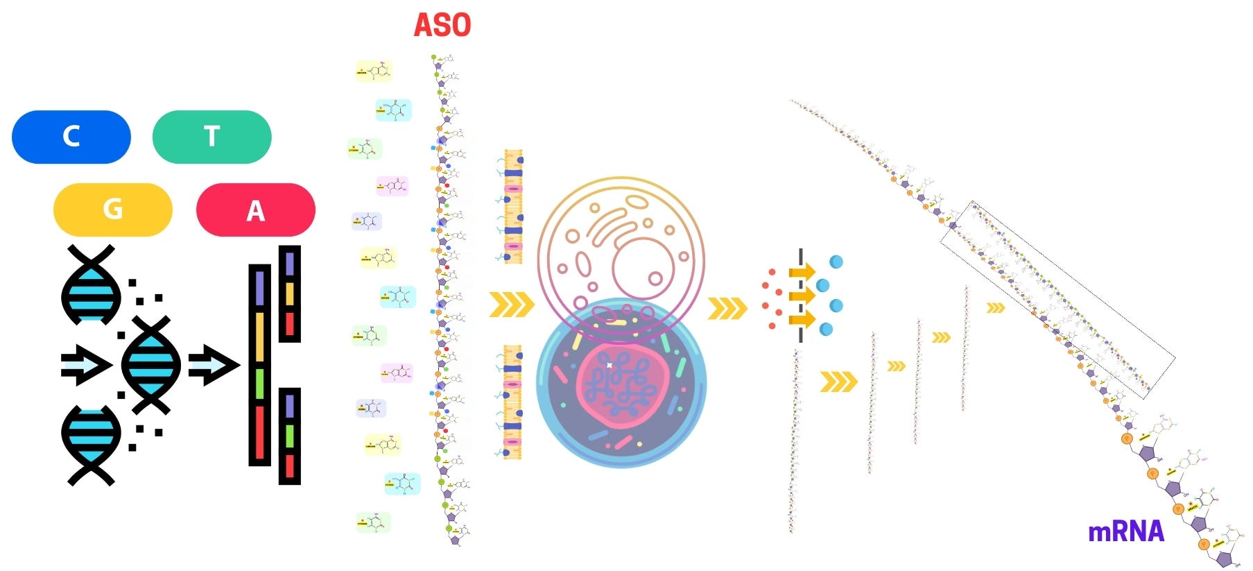 Antisense Oligonucleotides - Chemical Modification of ASOs