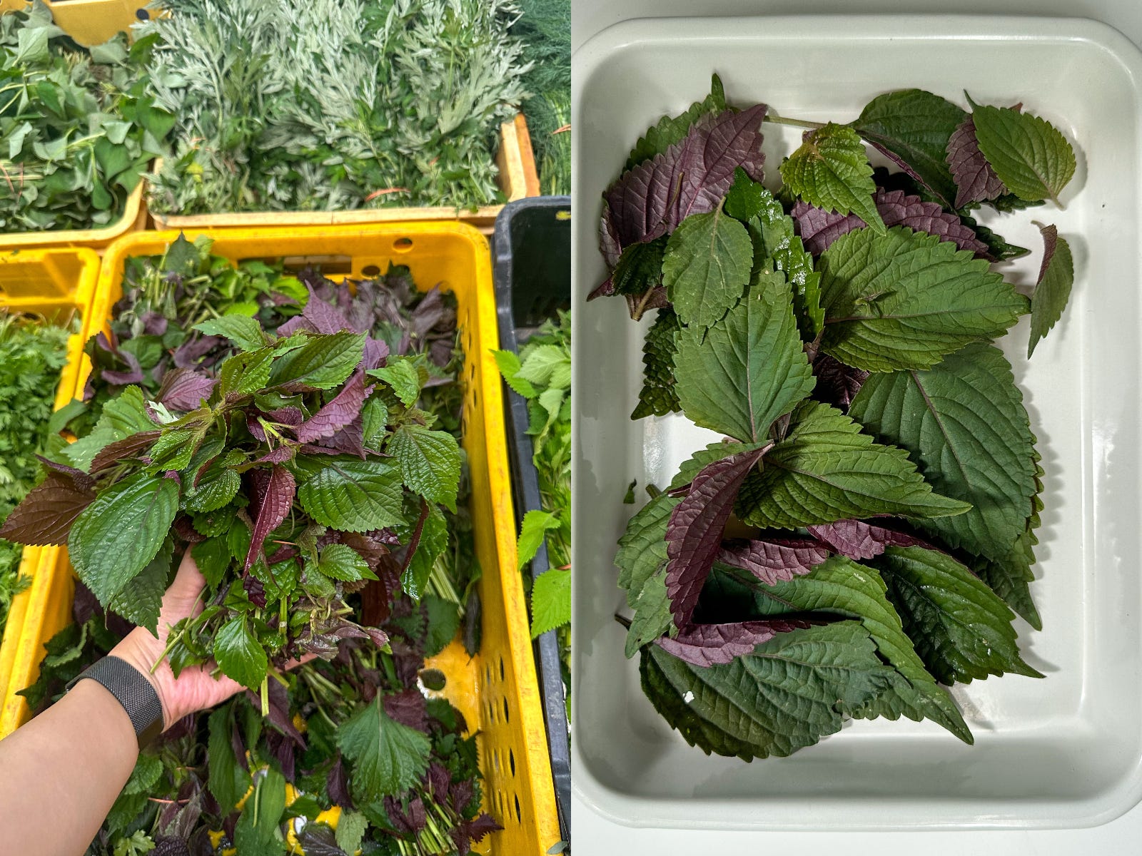 Cucumber Salad with Perilla (Shiso) Leaves - by Xueci Cheng
