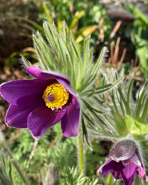 pasque flower uk