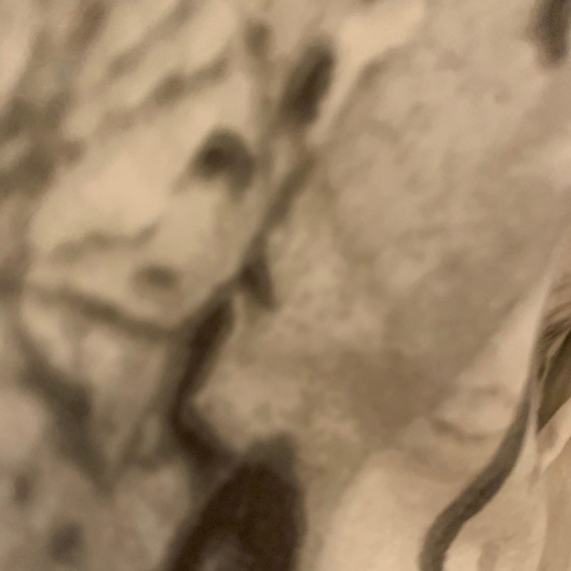 Lisa Chambers | Substack