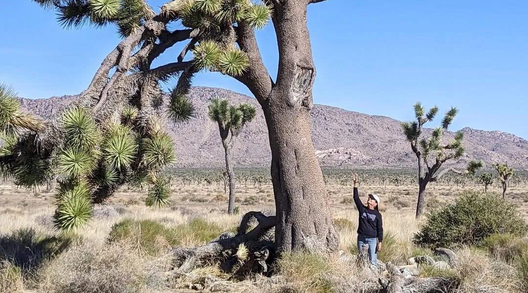 Drawing the majesty and mystery of trees with Patricia Larenas