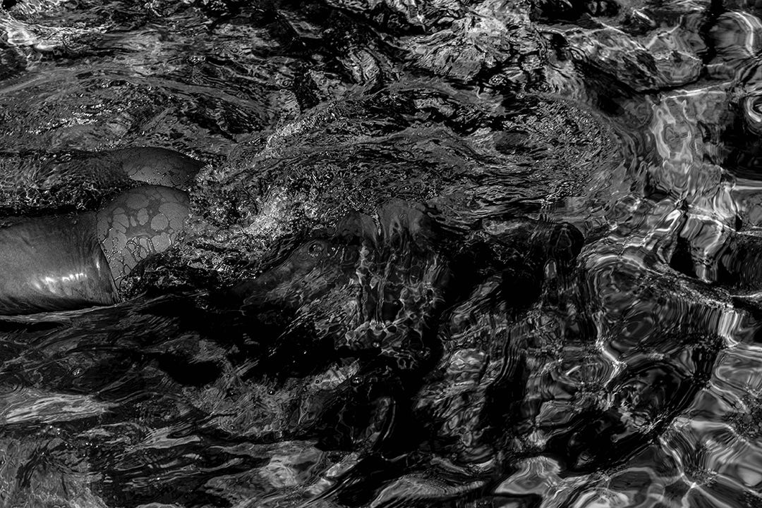 Capturing Vulnerability and Strength in Nature Through Fine Art Photography