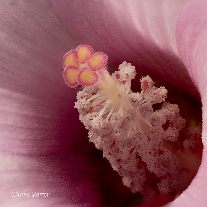 why do hibiscus close up