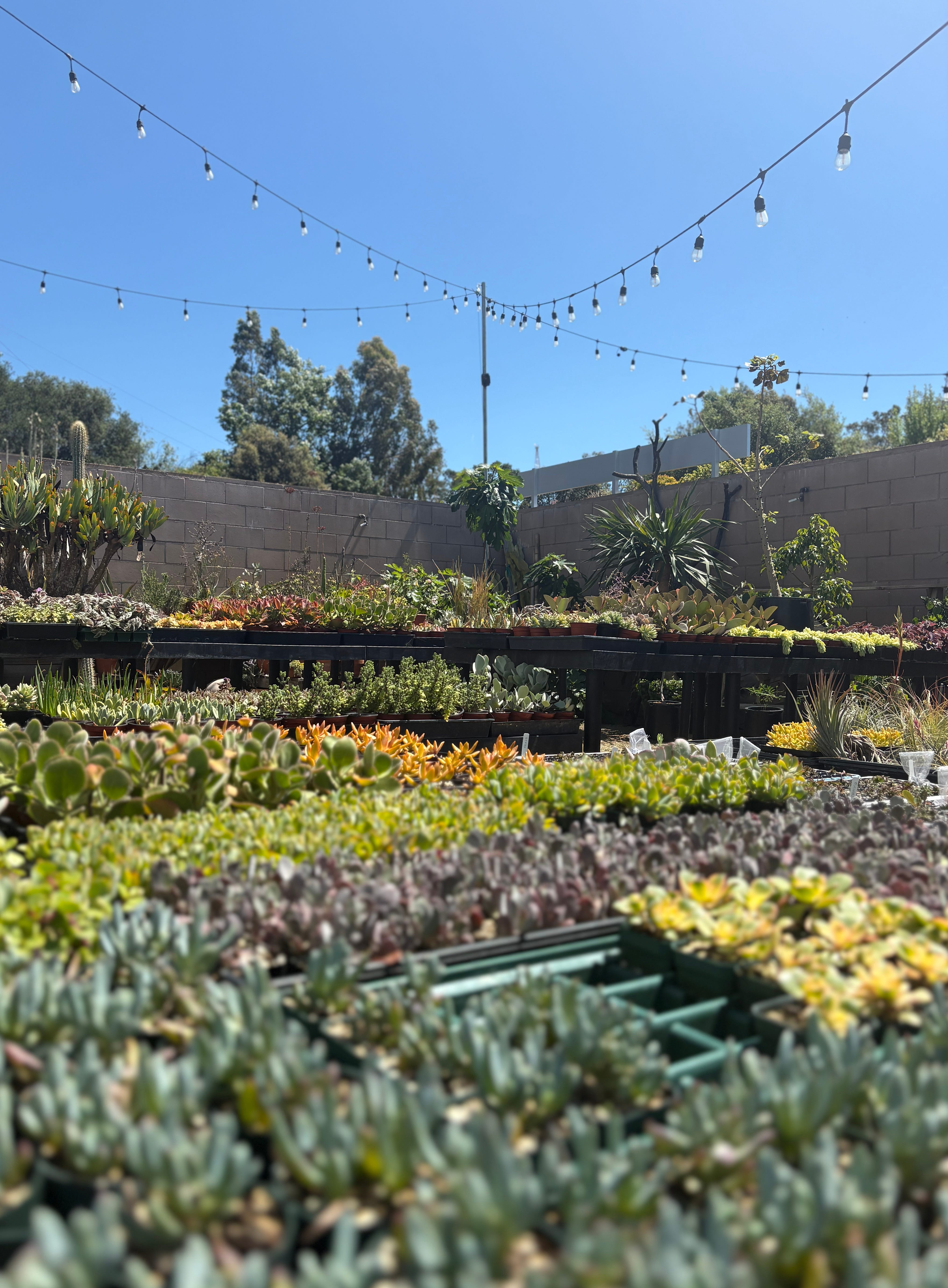 Touring Cal Poly's Plant Conservatory