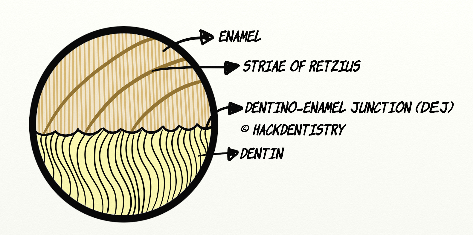 Structural features of enamel (Note) - HackDentistry