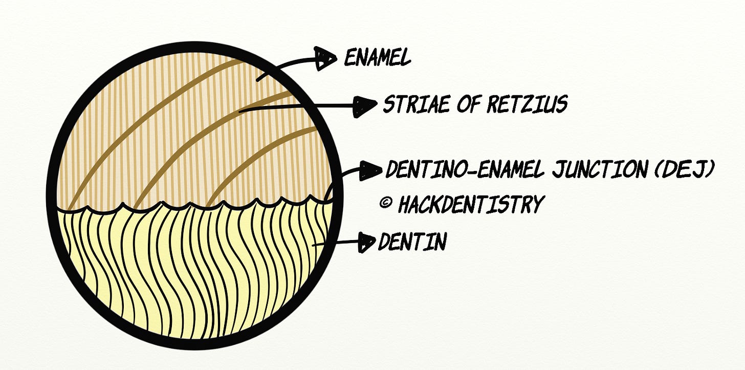 Structural features of enamel (Note) - HackDentistry