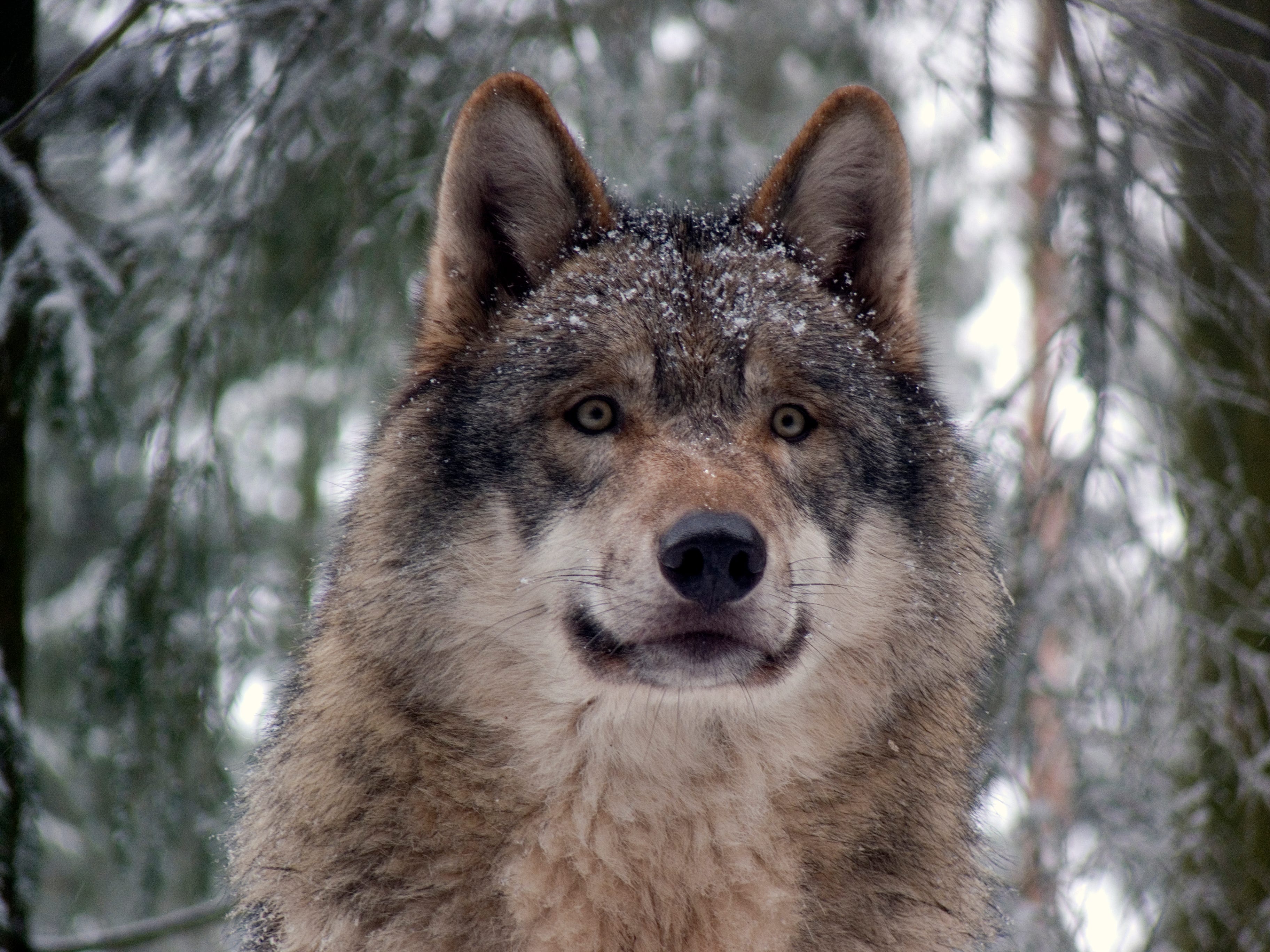 Wolf (Bozkurt): The Ancestral Symbol of Courage and Origin in Turkic ...