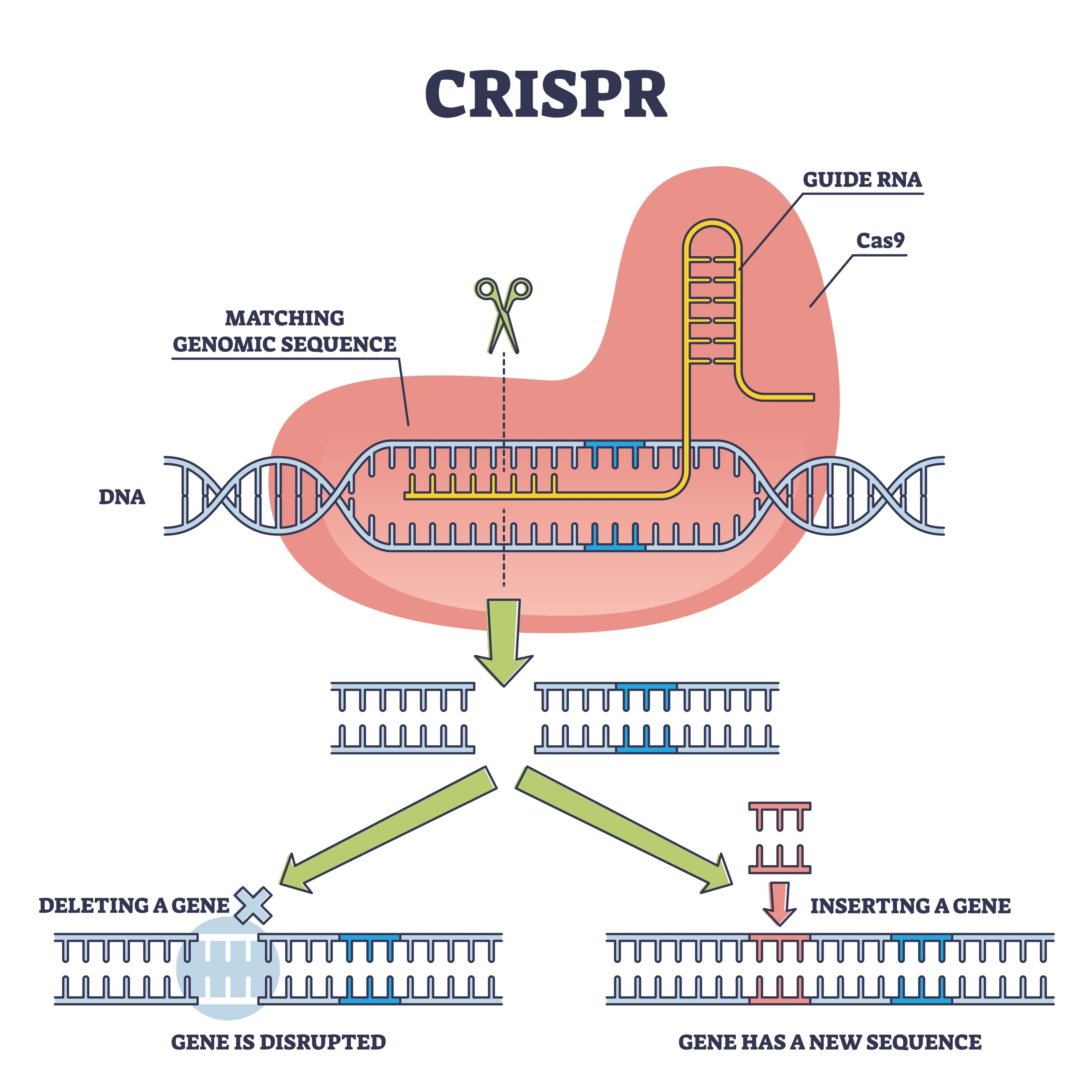 Epstein's Genetic DNA Research (CRISPR Gene Editing)