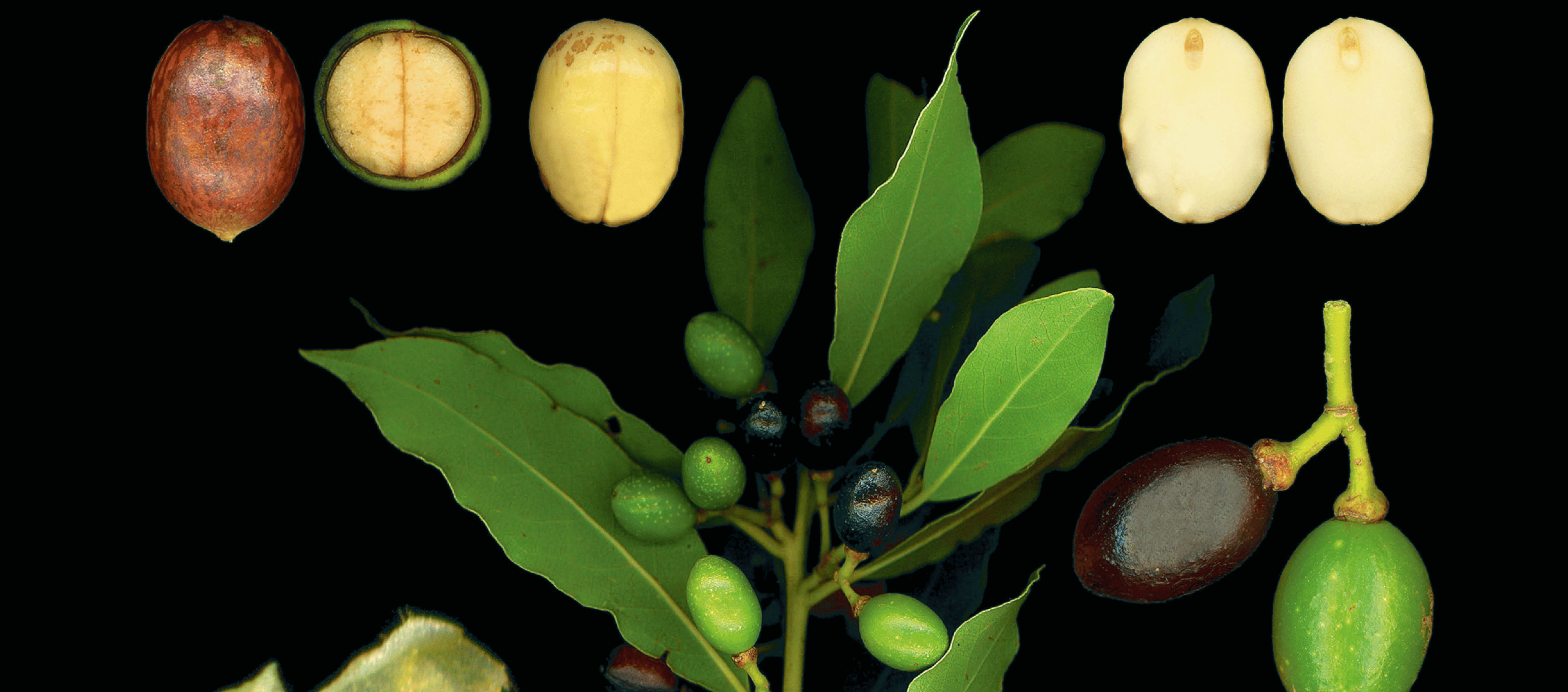 Plants to Help Heal the Aches, Shakes, and Breaks