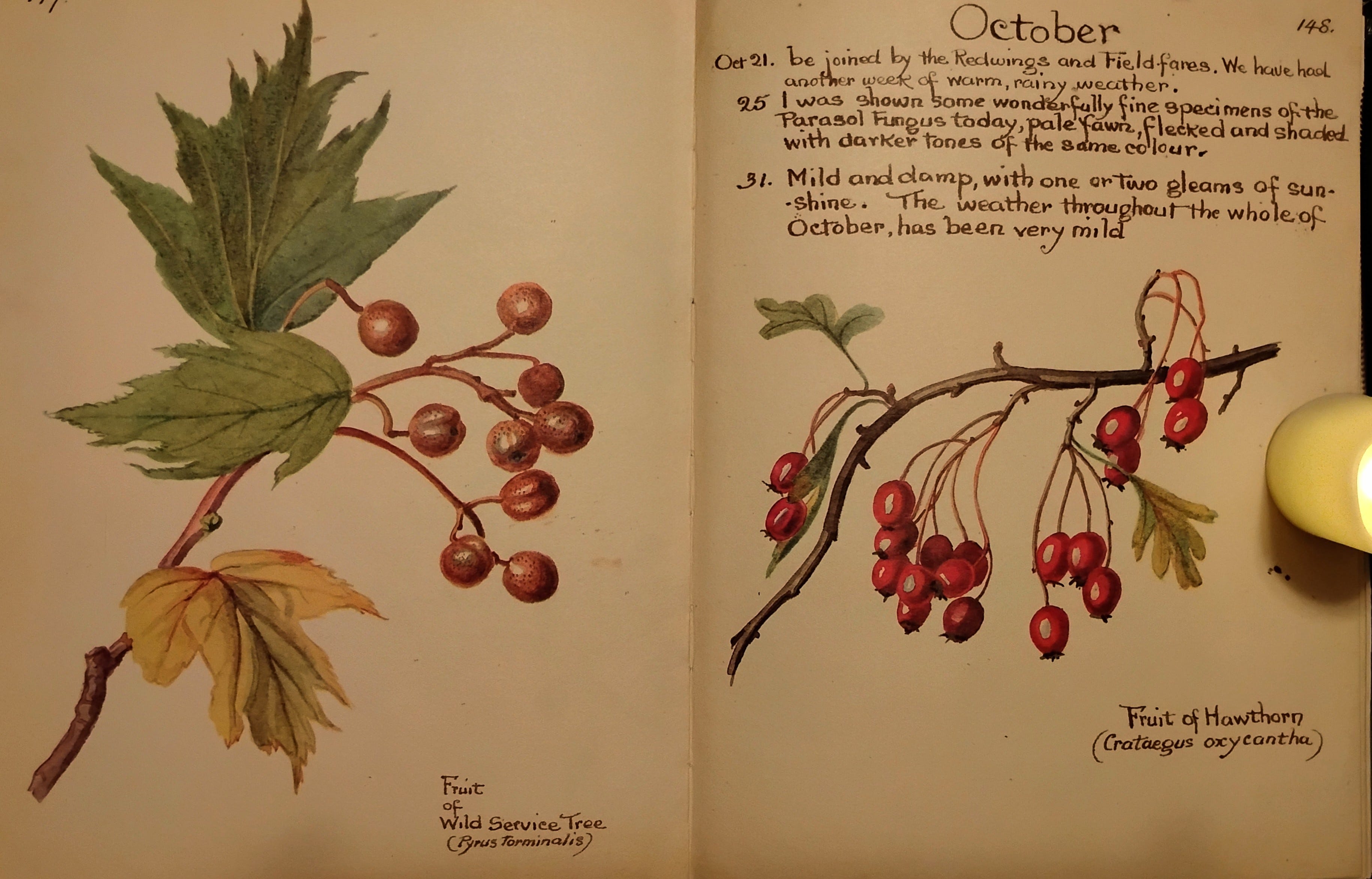 October: Its Lore, History, Customs - by Boze